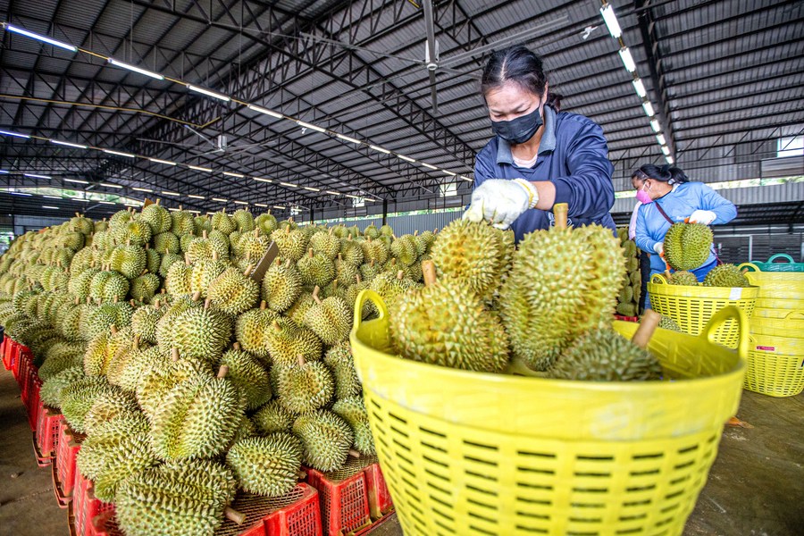 ชาวสวนไทยเร่งเก็บเกี่ยว ทุเรียน ส่งขายตลาดจีน