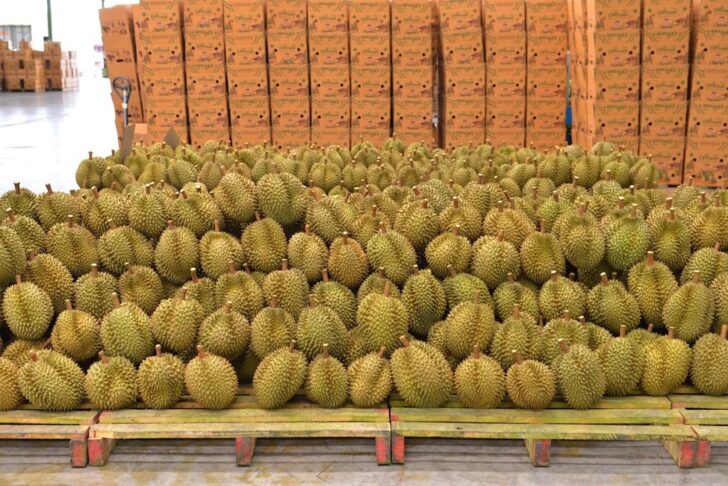 ส่งออกทุเรียนไปจีนทะลุเป้า 4 เดือนกว่าโกย 5 หมื่นล้าน