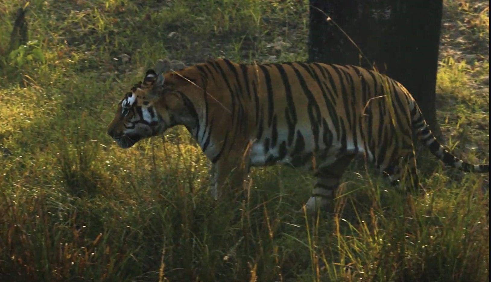 บี.กริม ปลื้ม “Mission Tiger” คว้ารางวัล Best Infotainment Programme