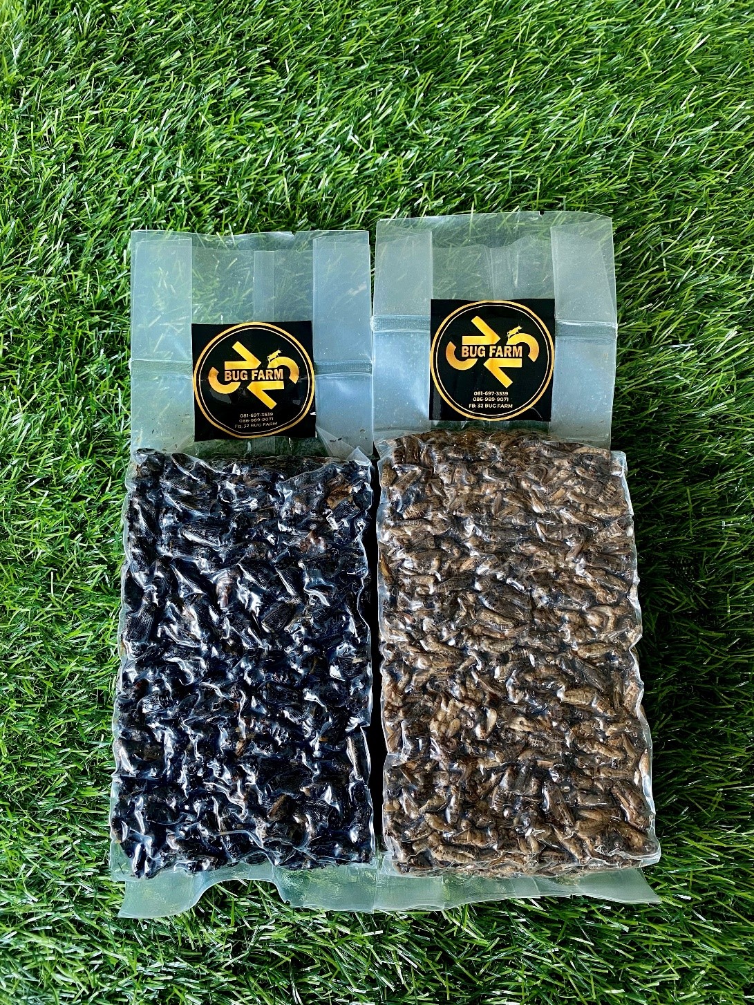 32 BUG FARM นวัตกรรมฟาร์มจิ้งหรีดแนวตั้ง สะอาด ปลอดภัย ให้ผลผลิตสูง