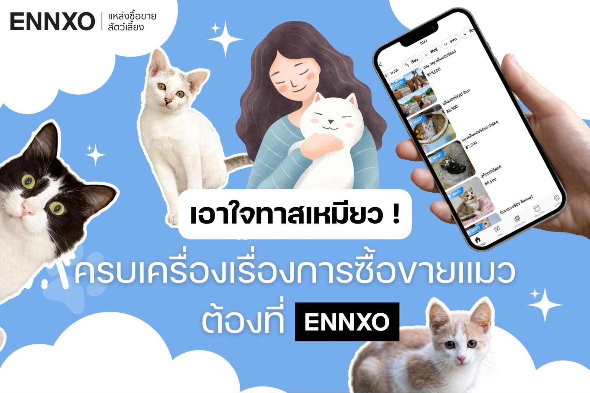 ซื้อขายแมวทุกสายพันธุ์ที่ ENNXO ตลาดแมวออนไลน์ที่ทาสแมวควรรู้จัก