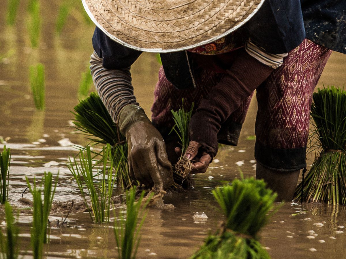 เงินไร่ละ 1,000 บาท ได้วันไหน ? เข้าระบบ efarmer.doae.go.th ดูสถานะ