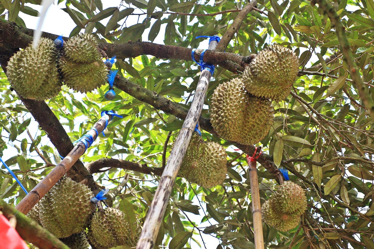 คาดปีนี้ทุเรียนใต้พุ่ง 14% แห่โค่น ‘กาแฟ-ยาง’ ขยายปลูกเฉียด 9 แสนไร่